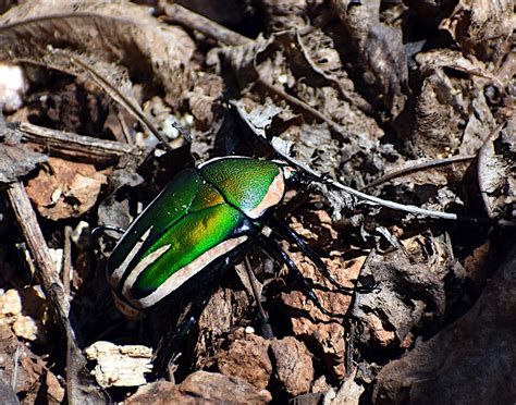 2023 Giant Emerald Fruit Chafer Dsc 4321 By Brianvds On Deviantart