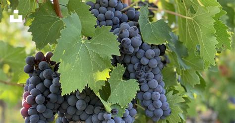 포도 한 송이 사진 Unsplash의 무료 포도 이미지