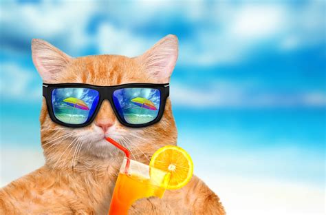 Funny Cat 4k Wallpapers Wallpaper Cave