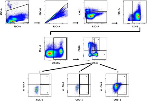 Flow Cytometry Gating Strategy To Identify Fibrocytes And Activated Download Scientific Diagram