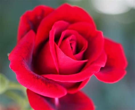 100 Beautiful Rose Pictures