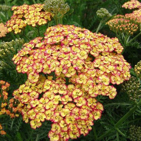 Rainbow™ Tricolor Yarrow Sooner Plant Farm