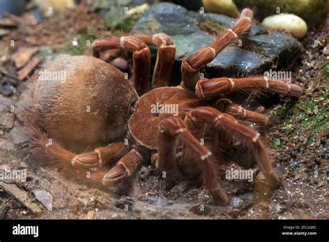 Goliath Bird Eating Spider Eating Chicken Goliath Bird Eating Spider Eating Chicken