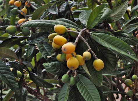 Medlar Tree Evergreen