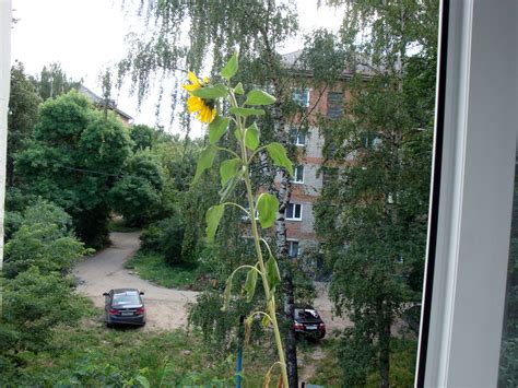 Подсолнух на третьем этаже