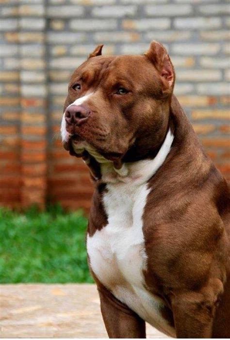 American Pitbull Terrier Red Nose