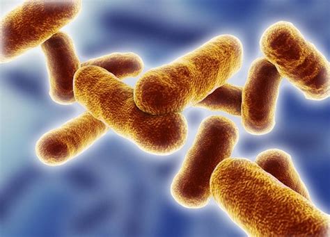 Lab 2 Bacteria Protists And Fungi Flashcards Quizlet