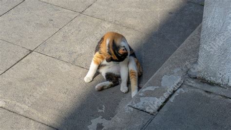 Animal Class Kitten Chart Cat Powerpoint Background For Free Download