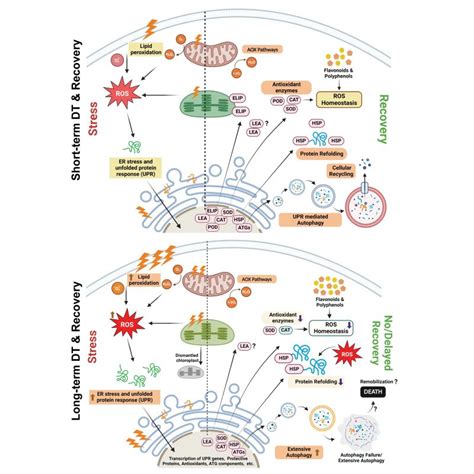 Desiccation Tolerance Is A Fascinating Survival Strategy That Allows
