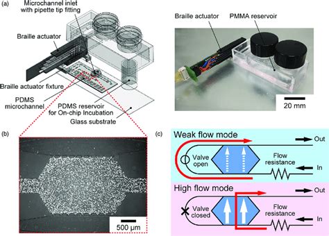 Color Online Integrated Microfluidic Device For Perfusion Culture Of