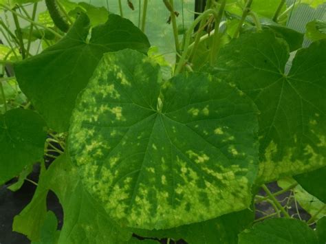 14 Cucumber Green Mottle Mosaic Virus Royalty Free Photos And Stock