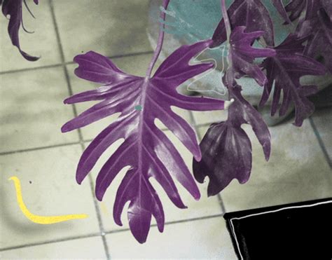 Plant S Get The Best  On Giphy