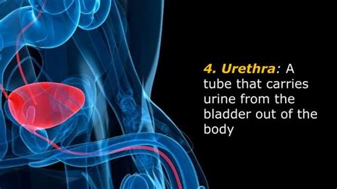 Urinary System Fluid Electrolytes And Acid Base Balance Final