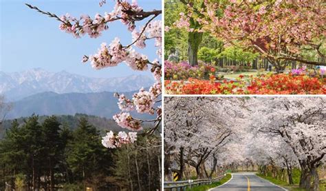 Seoraksan Nami Island Cherry Blossom Tour From Seoul 2024 Trazy