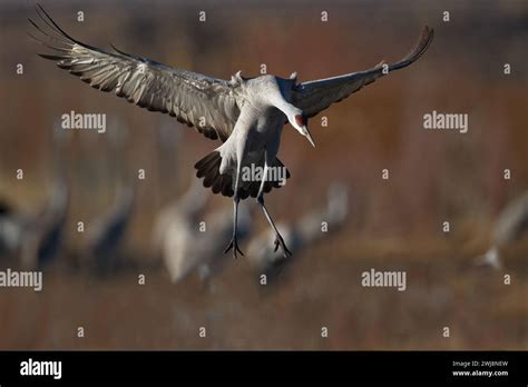 large bird with wide wing span a hovering sandhill crane in selected