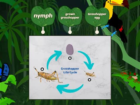 Life Cycle Of A Grasshopper Labelled Diagram