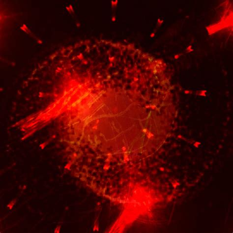 Flaming Vortex Kathleen Dutton Medium