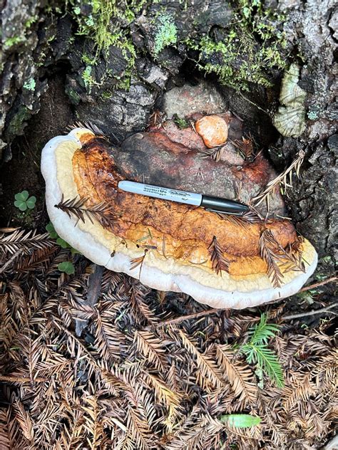 Found A Large Bracket Polypores At Work Today Rmycology