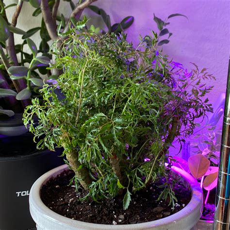 Should I Repot My Ming Aralia