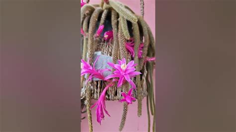 비온 이 아침에 이렇게 곱게 인사하는 쥐꼬리선인장 Youtube