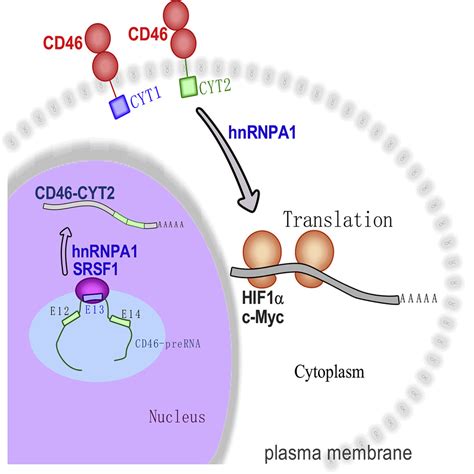 Cd46 Splice Variant Enhances Translation Of Specific Mrnas Linked To An Aggressive Tumor Cell