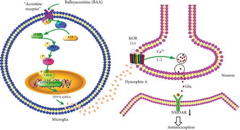 Schematic Illustration Of The Spinal Microglial Dynorphin Aκ Opioid