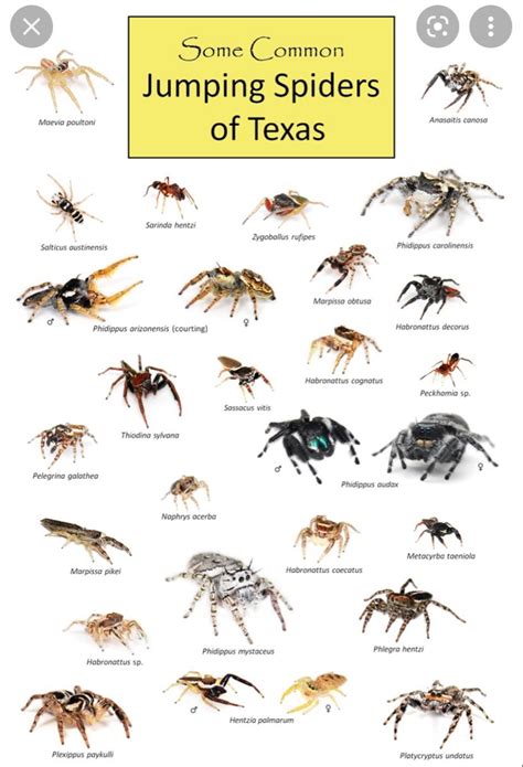 Pin By Roswitha Ehrhardt On Quick Saves Jumping Spider Spider