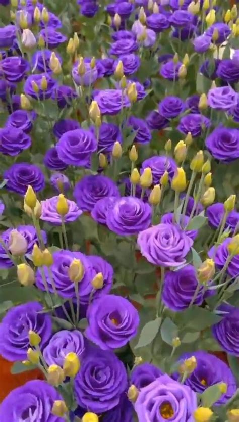 Pin By Hilda Sanjurjo On Flowers Purple Flowers Purple Flowers