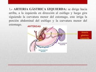 Arterias De La Aorta Abdominal Y Miembro Inferior Pptx