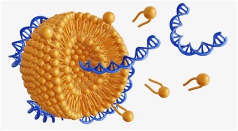 Custom Nanoparticles Synthesis Cd Bioparticles