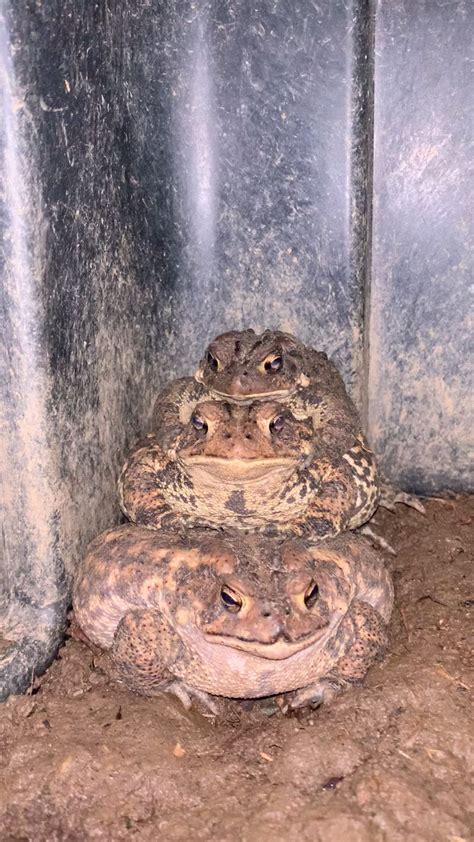 Toad Stack Naturalnot Staged Rtoads