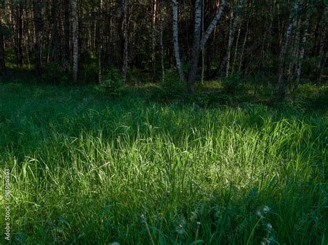 Green Grass Texture Background Green Lawn Backyard Background Grass