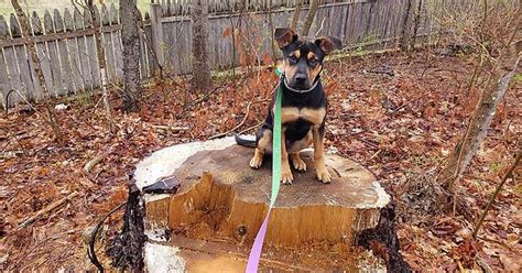 Snoofer Album On Imgur