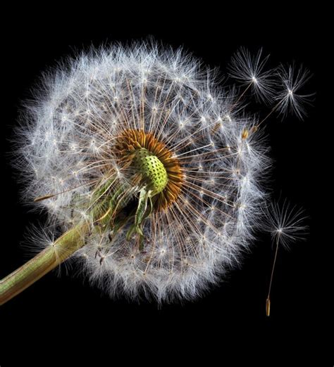 Premium Photo A Dandelion Is Shown With The Seeds Being Blown Off