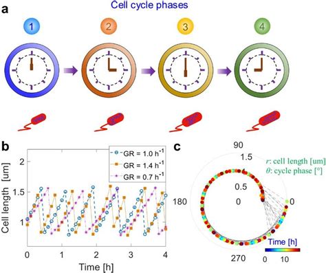 A Illustration Of The Cell Growth And Division Cycle In Case Of E