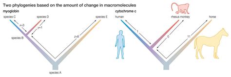 Patterns Of Macroevolution