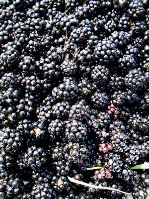 Musings From A Muddy Island Blackberry Picking