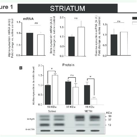 Dissection Tools A For Mouse Brain Dissection A Large Curved