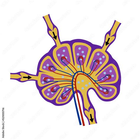 Anatomy Of A Lymph Node Simplified Scheme Vector Illustration Stock Vector Adobe Stock
