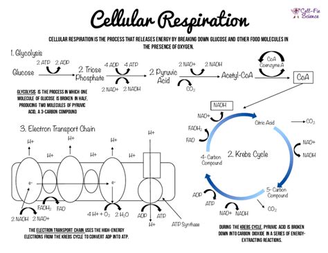 Cellular Respiration Diagram Glycolysis Krebs Cycle Etc