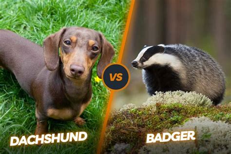 Badger Species How Many Types Of Badgers Exist In The World