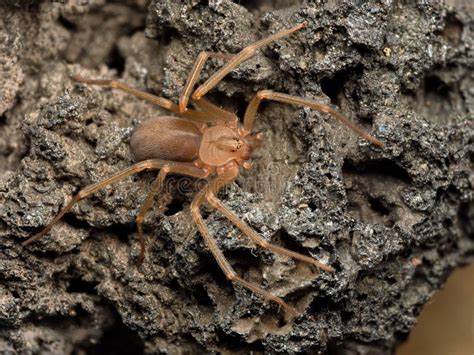 Brown Recluse Spider Map