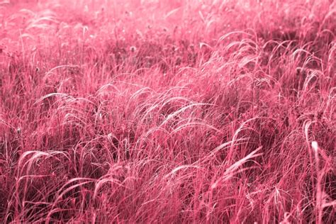 Lush Feather Grass In The Morning Beautiful Grass Backgroundtoned In Pink Stock Image Image