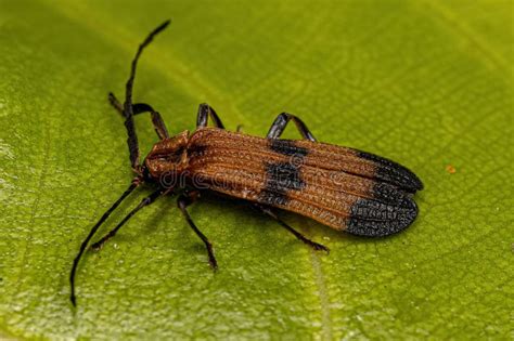 Adult Net Winged Beetle Stock Image Image Of Arthropoda 283676947