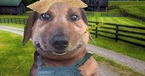 Пуки каки фермер Album On Imgur