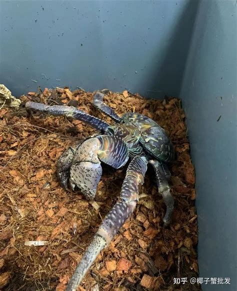 椰子蟹可以做宠物吗 知乎