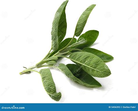 Sage Stock Image Image Of Fragrance Ingredient Picked 5456393