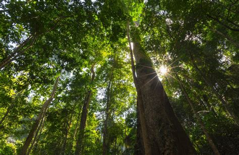 Safe Team Europe Initiative On Deforestation Free Value Chains