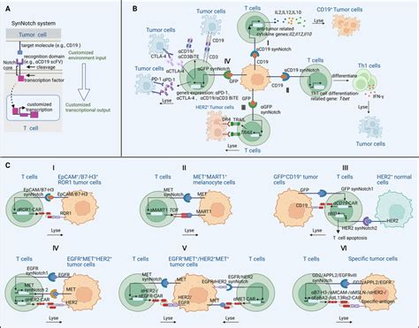 The Synnotch System Increases T Cell Specificity A Top Customized
