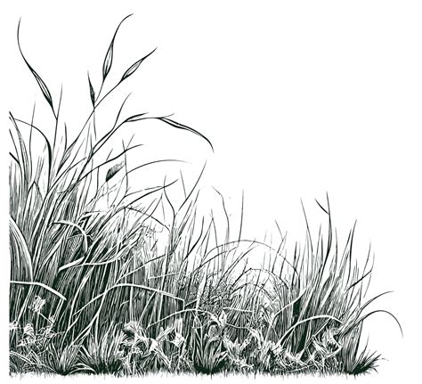 Premium Vector Wild Grass Decor Sketch Hand Drawn Vector Illustration